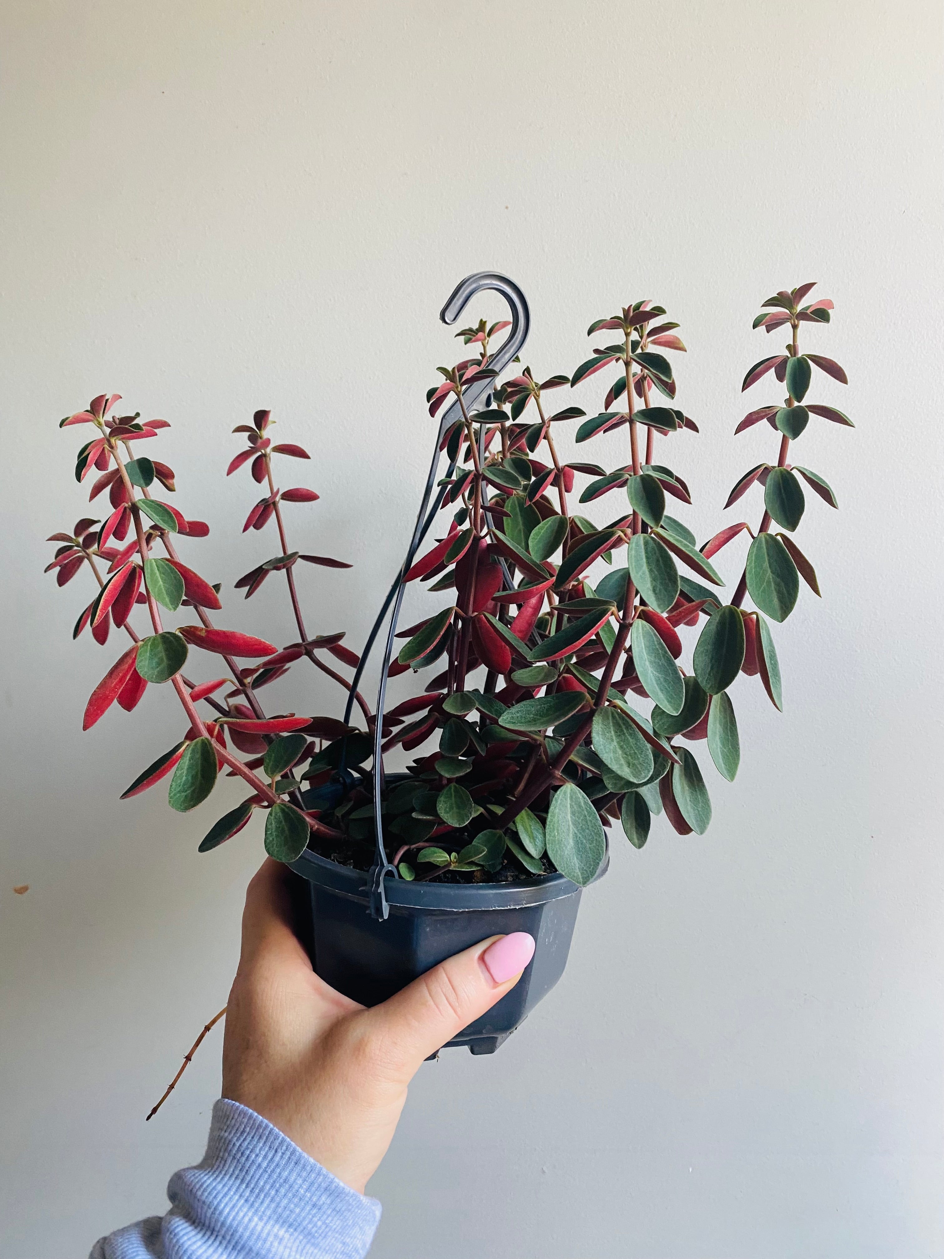 Peperomia - Red Log - My Jungle Shack